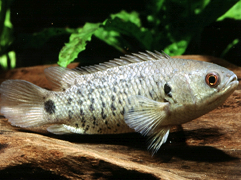 Anabas testudineus - Анабас | Българска аквариумна енциклопедия