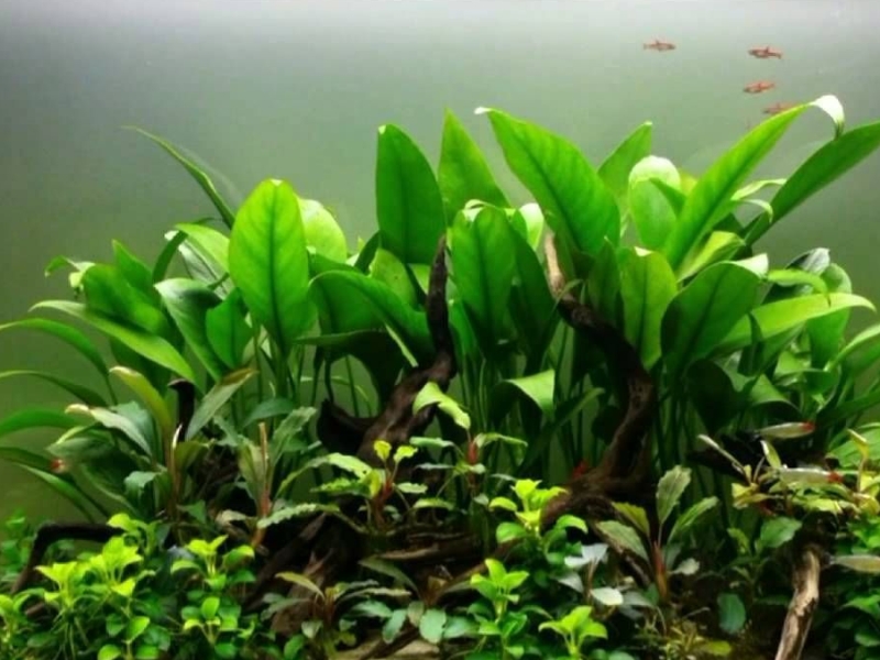 Anubias barteri var. angustifolia - Тънколистен анубиас | Българска ...