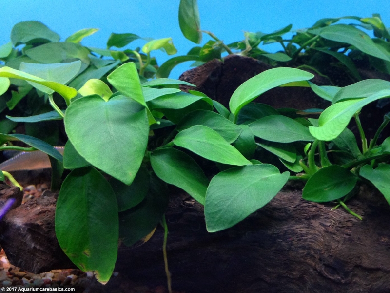 Anubias barteri var. barteri - Анубиас бартери | Българска аквариумна ...
