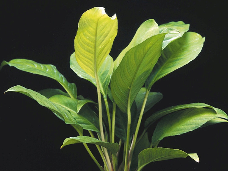 Anubias heterophylla - Анубиас хетерофила | Българска аквариумна ...