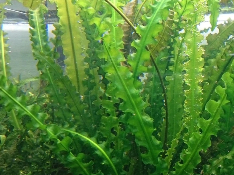 Aponogeton capuronii - Апоногетон капуронии | Българска аквариумна ...