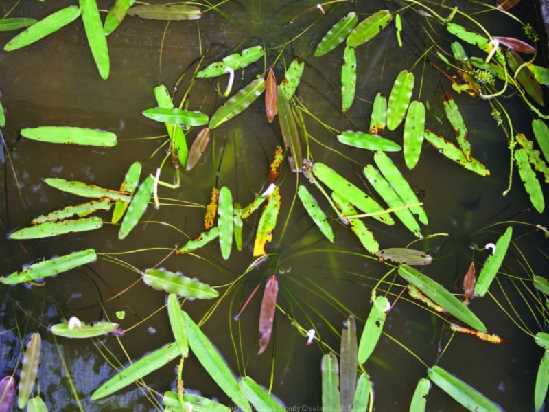 Aponogeton natans - Апоногетон натанс | Българска аквариумна енциклопедия