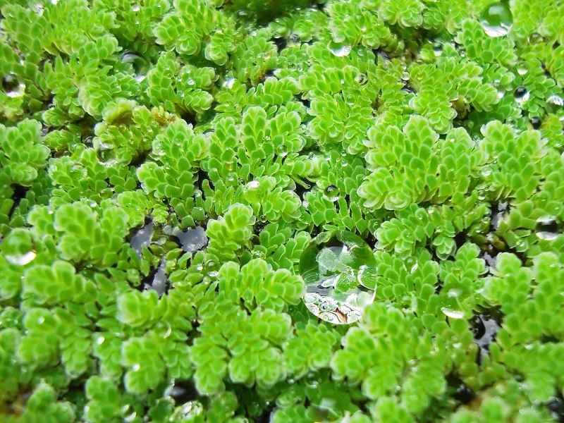 Azolla caroliniana - Азола каролинияна | Българска аквариумна енциклопедия