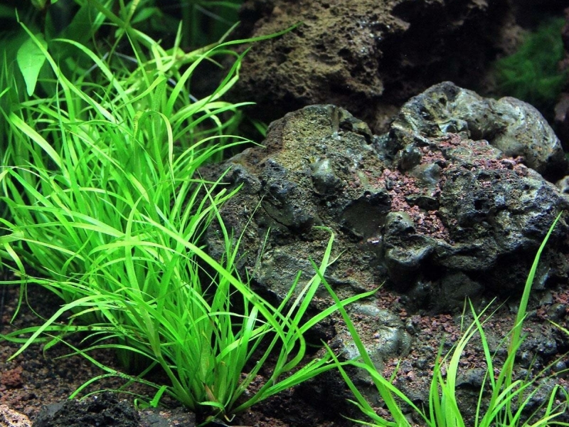 Juncus repens - Юнкус репенс | Българска аквариумна енциклопедия