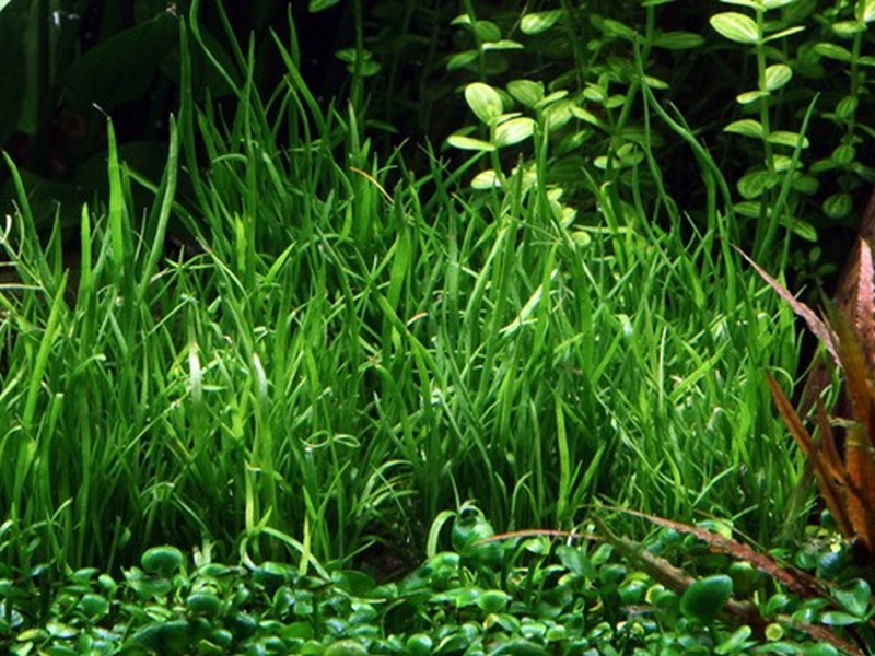 Lilaeopsis mauritiana - Лилеопсис мавритана | Българска аквариумна ...