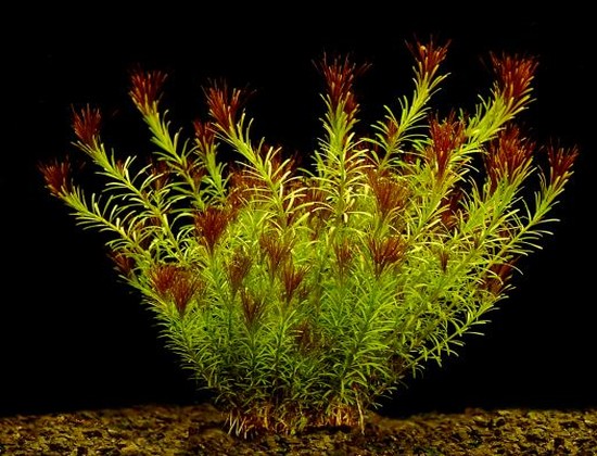 Rotala Wallichii
