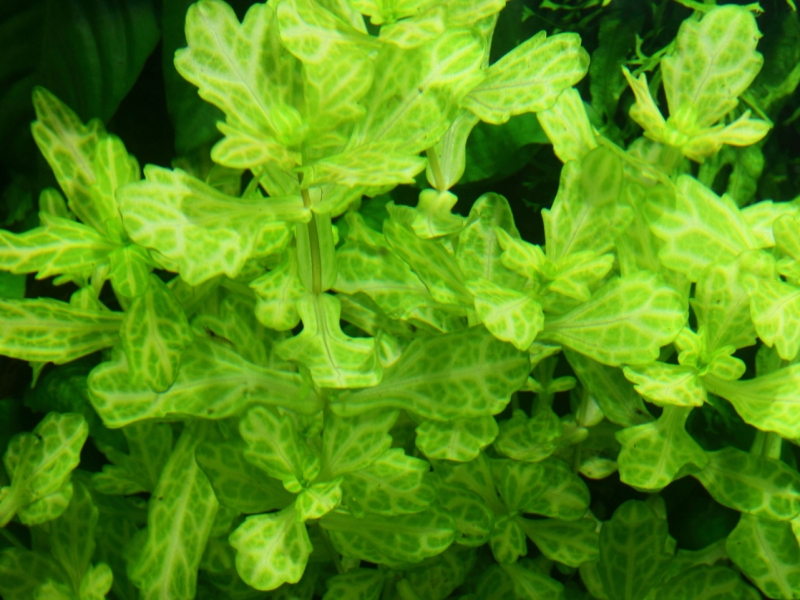 Shinnersia rivularis - Мексикански дъбов лист | Българска аквариумна ...