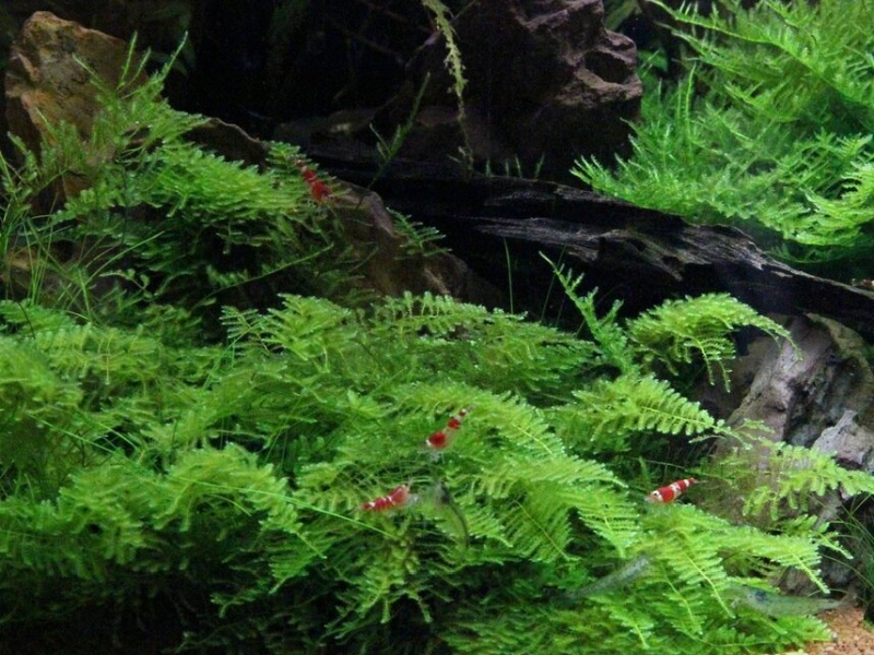 Vesicularia montagnei - Коледен мъх | Българска аквариумна енциклопедия