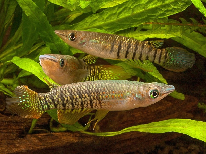 Aplocheilus lineatus - Аплохейлус линеатус | Българска аквариумна ...