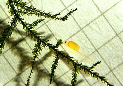 Apteronotus albifrons - Черен нож | Българска аквариумна енциклопедия