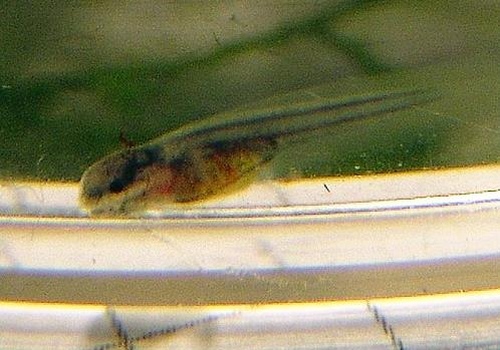 Apteronotus albifrons - Черен нож | Българска аквариумна енциклопедия