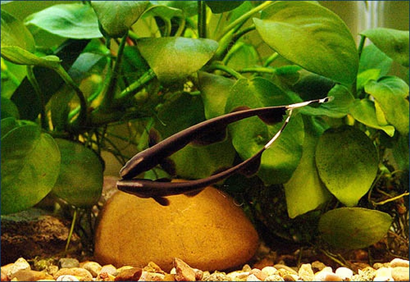 Apteronotus albifrons - Черен нож | Българска аквариумна енциклопедия