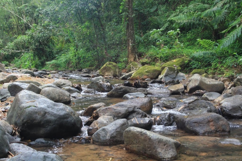 Archocentrus multispinosus - Архоцентрус мултиспиноза | Българска ...