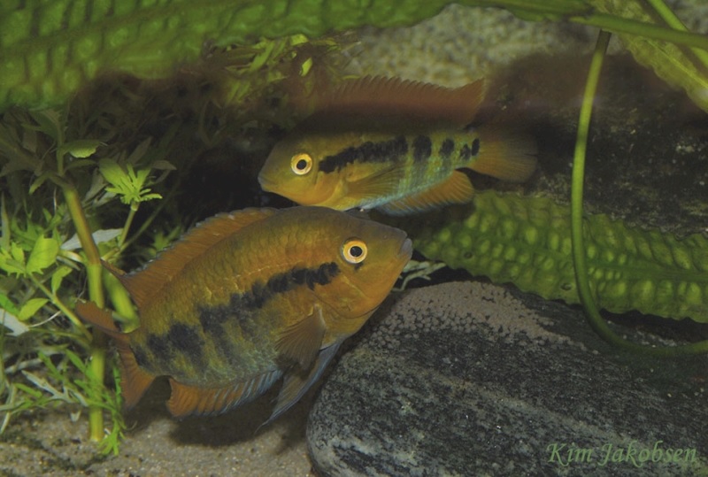 Archocentrus multispinosus - Архоцентрус мултиспиноза | Българска ...