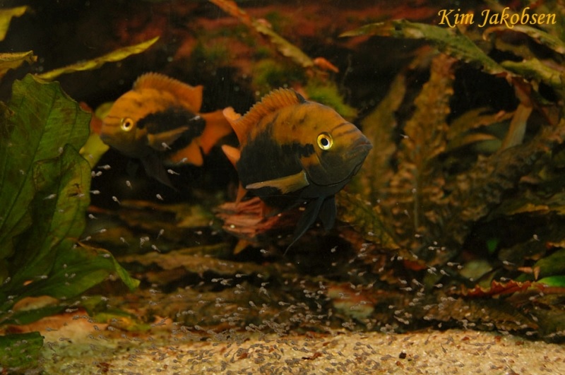 Archocentrus multispinosus - Архоцентрус мултиспиноза | Българска ...