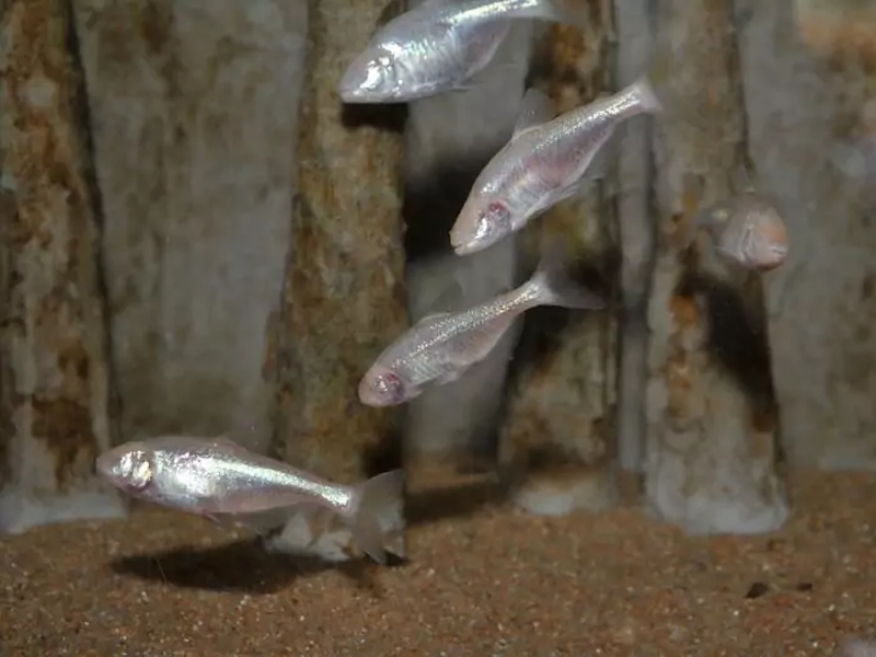 Astyanax jordani - Сляпа риба | Българска аквариумна енциклопедия