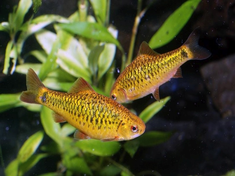 Barbodes semifasciolatus - Златен Барбус | Българска аквариумна ...