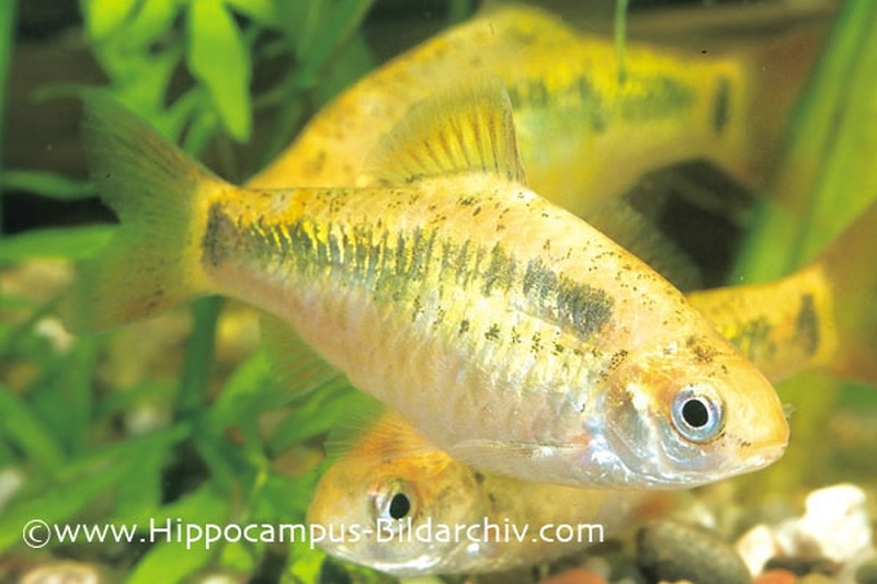 Barbodes semifasciolatus - Златен Барбус | Българска аквариумна ...