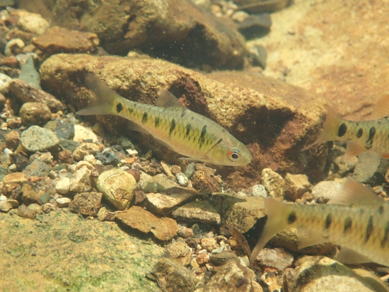Barbodes semifasciolatus - Златен Барбус | Българска аквариумна ...