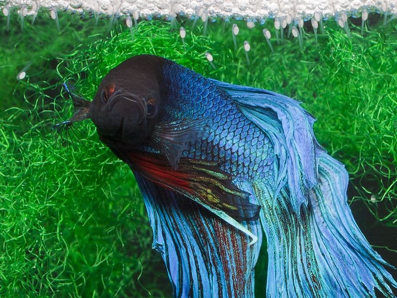 Betta splendens - Siamese Fighting Fish | Българска аквариумна енциклопедия