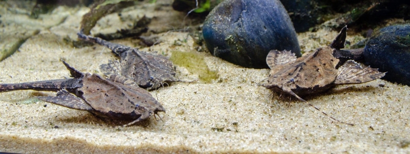 Bunocephalus coracoideus - Двуцветен буноцефалус | Българска аквариумна ...