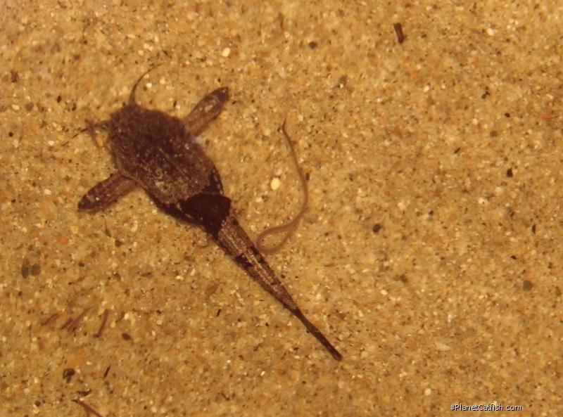 Bunocephalus coracoideus - Двуцветен буноцефалус | Българска аквариумна ...