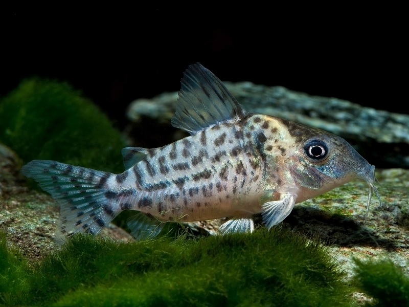 Коридораси | Българска аквариумна енциклопедия