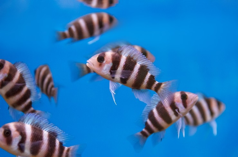 Cyphotilapia frontosa - Кралицата на Танганика. Цифотилапия Зебра ...