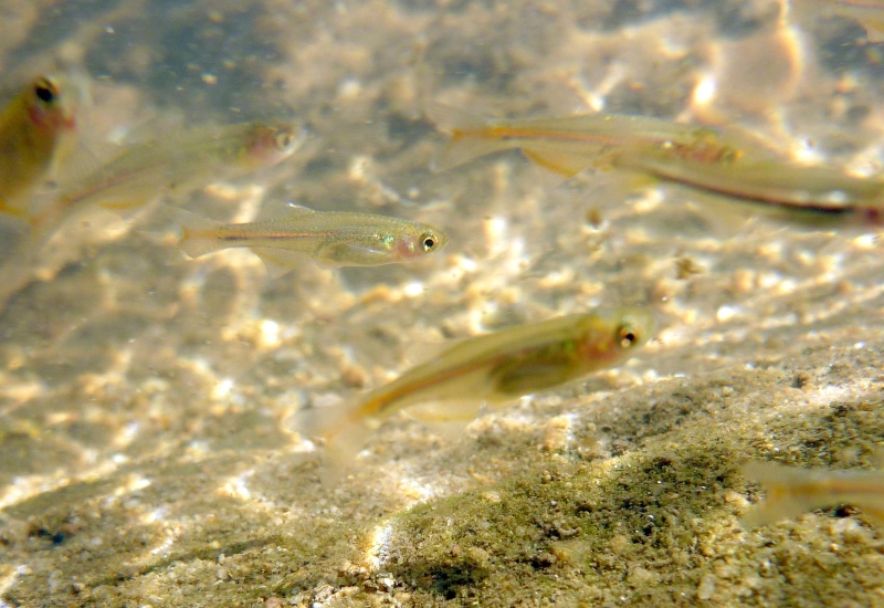 Danio albolineatus - Розово Данио | Българска аквариумна енциклопедия