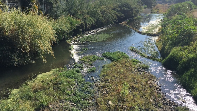 Danio rerio - Данио Рерио | Българска аквариумна енциклопедия