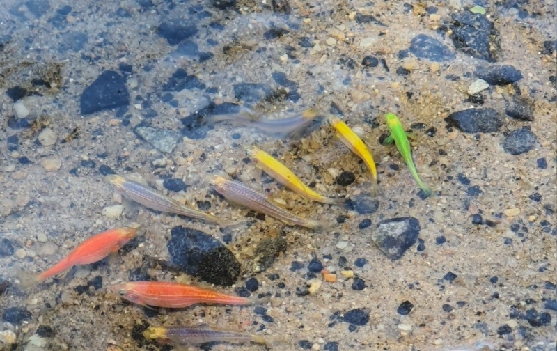 Danio rerio - Данио Рерио | Българска аквариумна енциклопедия