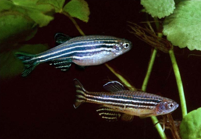 Danio rerio - Данио Рерио | Българска аквариумна енциклопедия