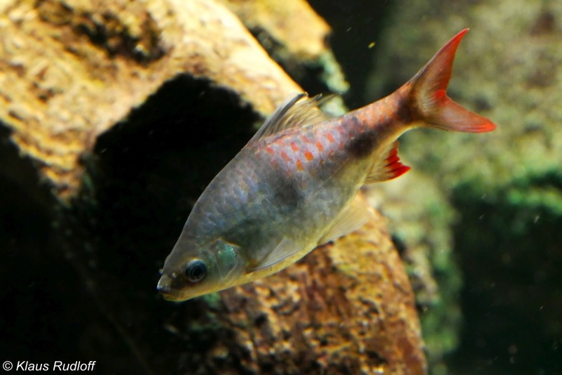 Dawkinsia arulius - Барбус арулиус | Българска аквариумна енциклопедия