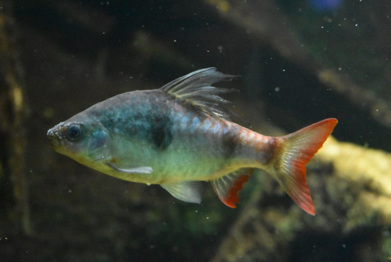 Dawkinsia arulius - Барбус арулиус | Българска аквариумна енциклопедия