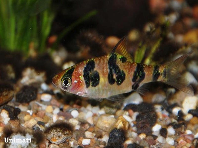 Desmopuntius rhomboocellatus - Ромбов барбус | Българска аквариумна ...