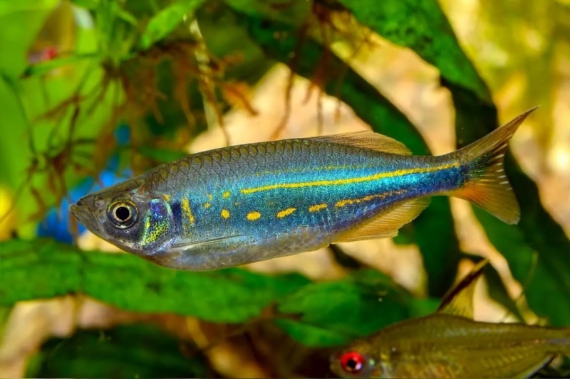 Devario aequipinnatus - Гигантско данио | Българска аквариумна енциклопедия