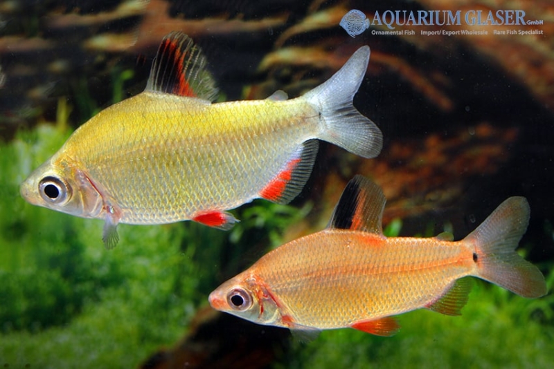 Distichodus affinis - Сребърен дистиходус | Българска аквариумна ...