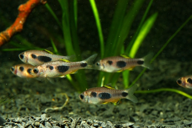 Enteromius hulstaerti - Барбус Пеперуда | Българска аквариумна енциклопедия