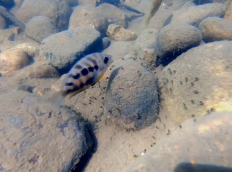 Etroplus maculatus - Петнист Етроплус | Българска аквариумна енциклопедия