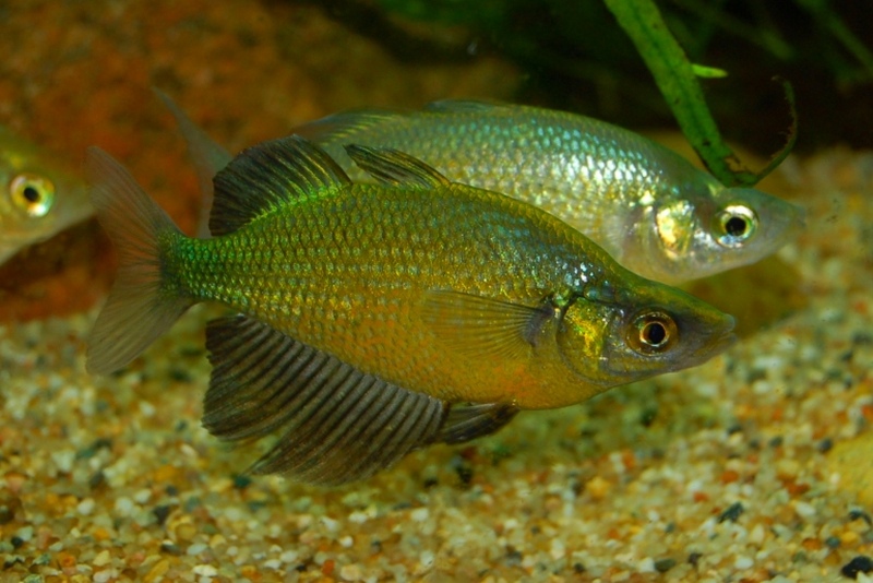 Glossolepis wanamensis - Lake Wanam Rainbowfish | Българска аквариумна ...