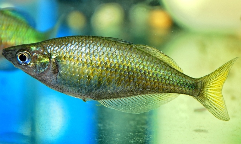 Glossolepis wanamensis - Lake Wanam Rainbowfish | Българска аквариумна ...
