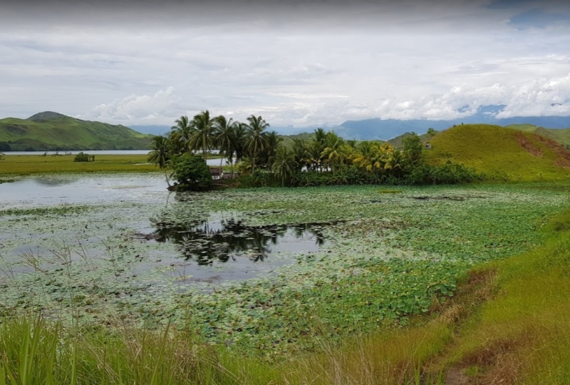 Glossolepis wanamensis - Lake Wanam Rainbowfish | Българска аквариумна ...