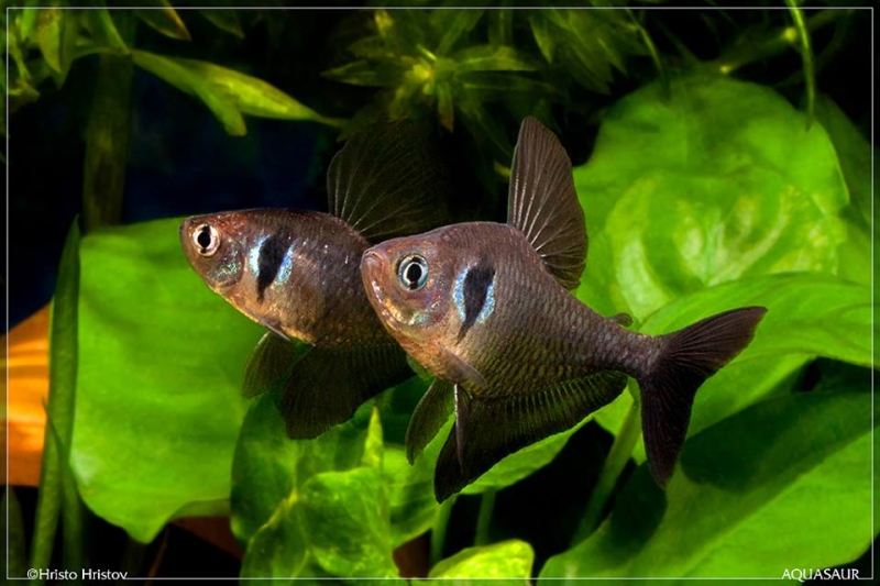 Hyphessobrycon megalopterus - Черен орнатус, черен фантом | Българска ...