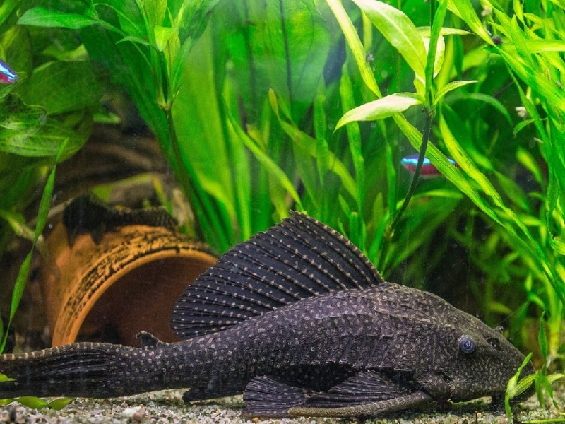 Hypostomus plecostomus - Хипостомус | Българска аквариумна енциклопедия