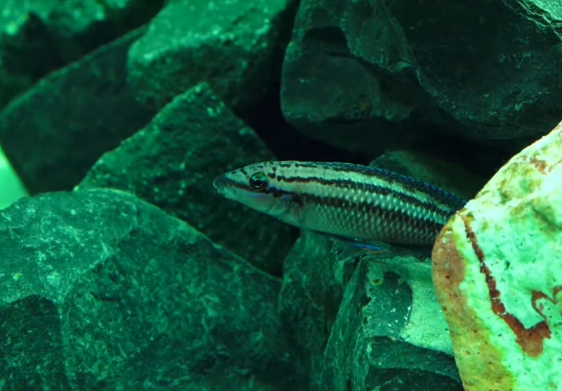 Julidochromis dickfeldi - Юлидохромис Дикфелд | Българска аквариумна ...