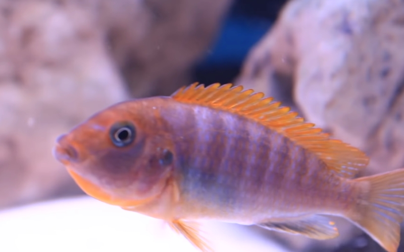 Labidochromis sp. Hongi - Хонджи | Българска аквариумна енциклопедия