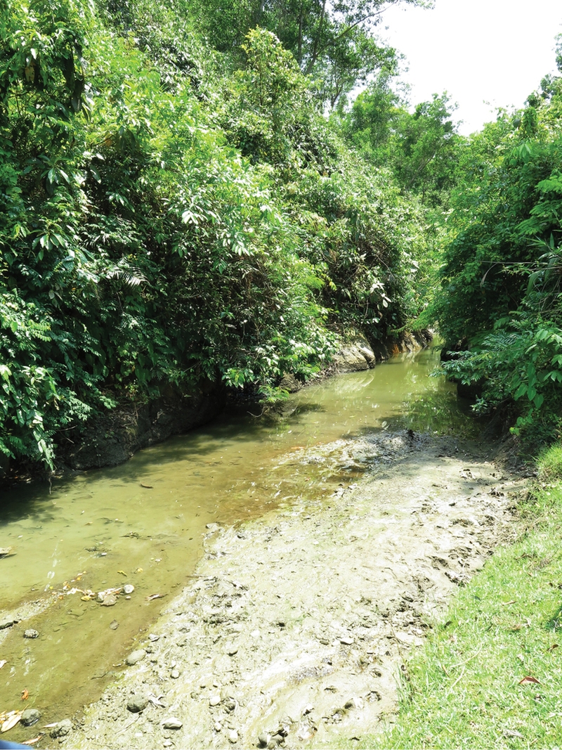 Laubuka laubuca - Индийски стъклен барбус | Българска аквариумна ...