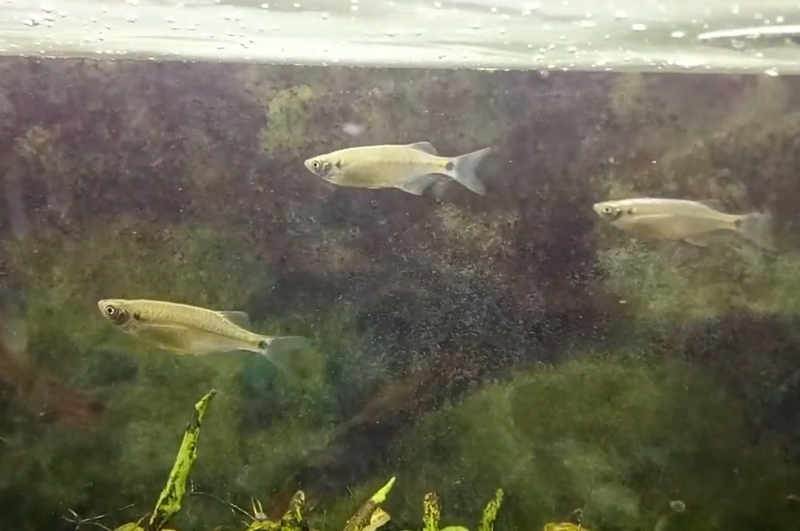 Laubuka laubuca - Индийски стъклен барбус | Българска аквариумна ...