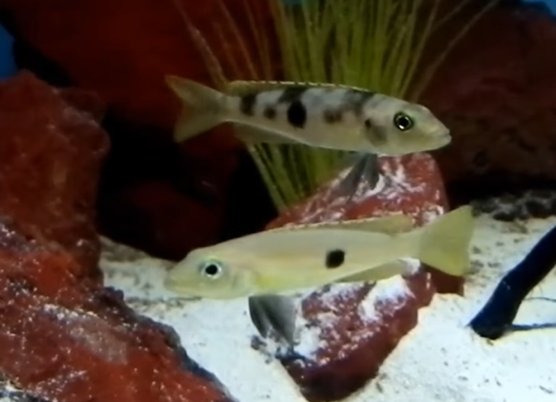 Lepidiolamprologus meeli - Лепидиолампрологус мели | Българска ...