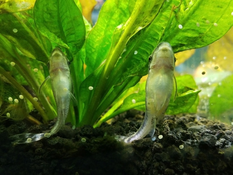 Macrotocinclus affinis - Отоцинклус афинис | Българска аквариумна ...